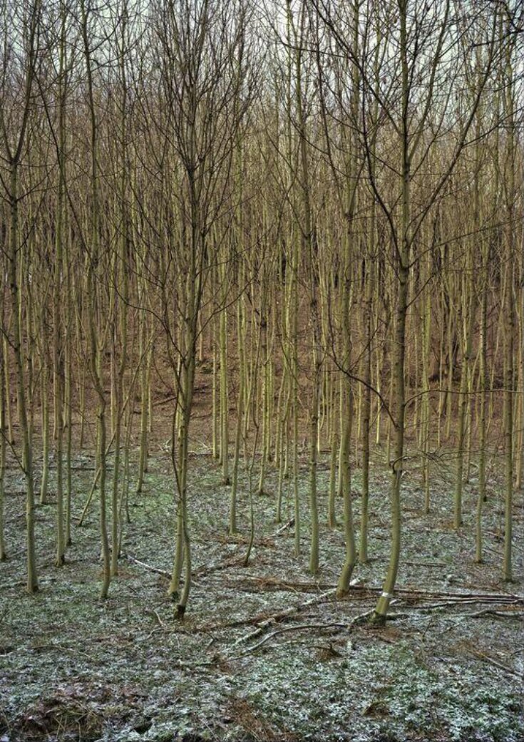 Young Beech Tree Grove, Essen III, Ruhrgebiet | Nieweg | V&A Explore ...