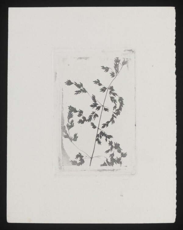 Branch of small dark leaves | Fox Talbot, William Henry | V&A Explore ...