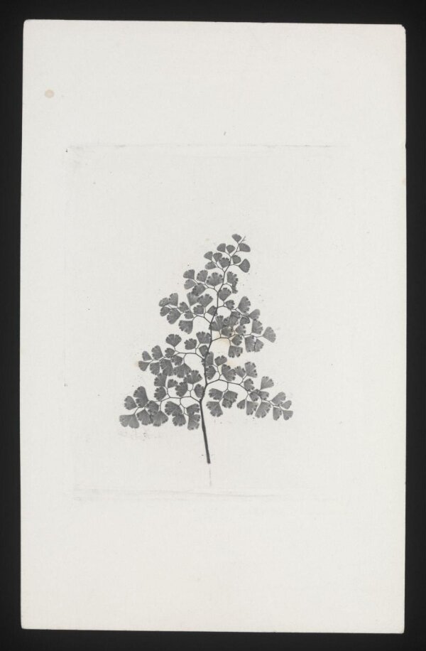 Branch of small leaves | Fox Talbot, William Henry | V&A Explore The ...