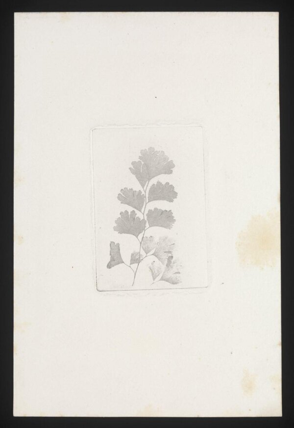Branch of Leaves | Fox Talbot, William Henry | V&A Explore The Collections