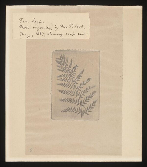 Fern leaf | Fox Talbot, William Henry | V&A Explore The Collections