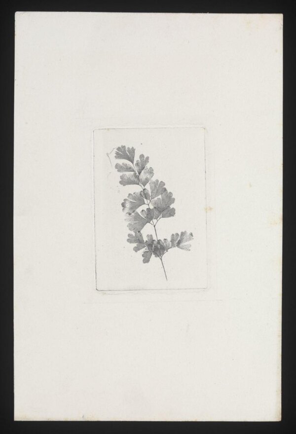 Branch of medium leaves | Fox Talbot, William Henry | V&A Explore The ...