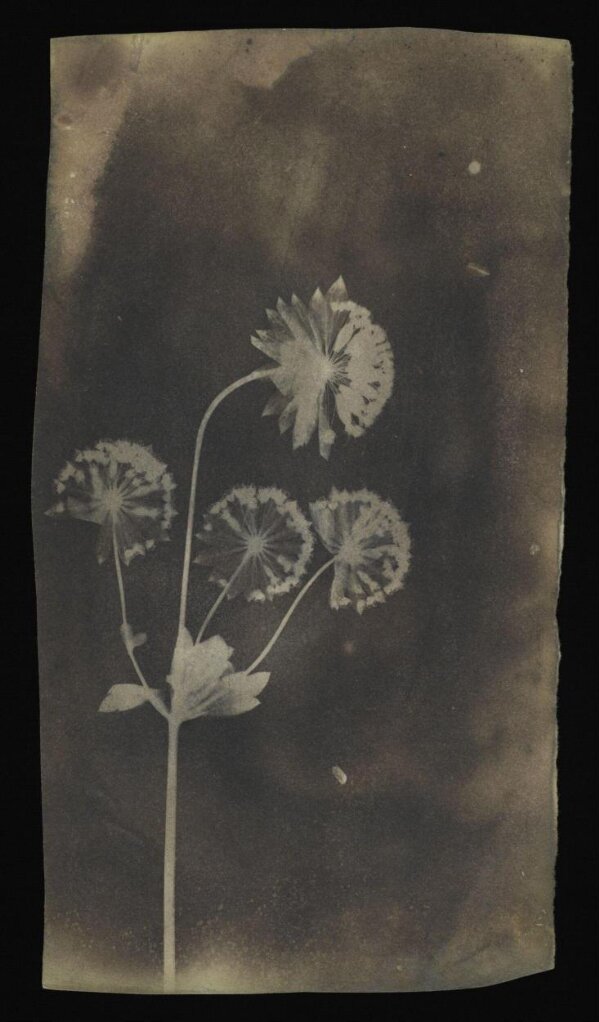 Flower and Stem | Fox Talbot, William Henry | V&A Explore The Collections