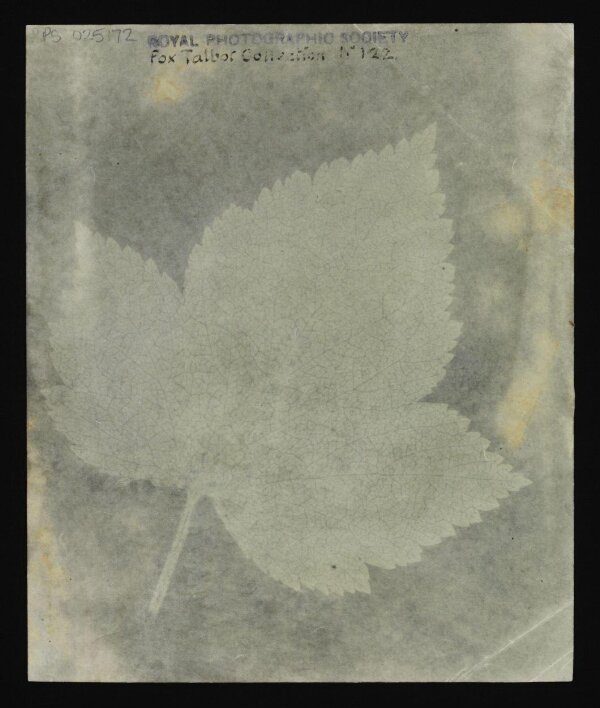 Single heavily veined leaf - three lobes | Fox Talbot, William Henry ...