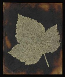 Single heavily veined leaf - three lobes | Fox Talbot, William Henry ...
