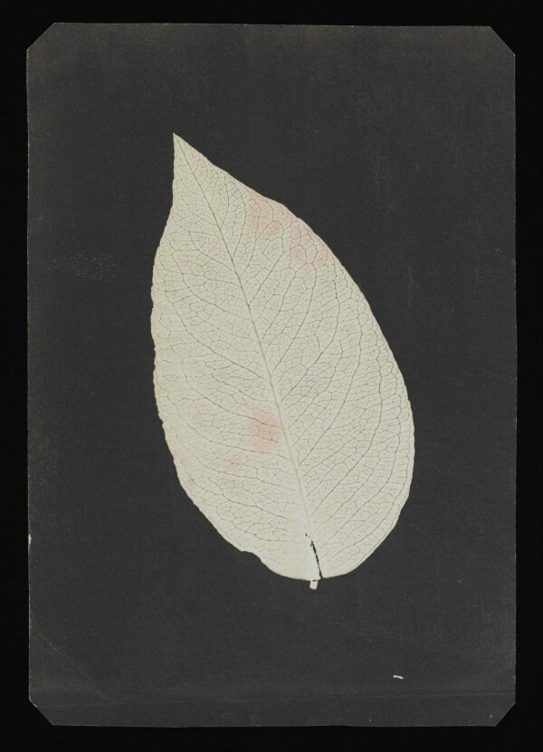 Single leaf - split where stem has been removed | Fox Talbot, William ...