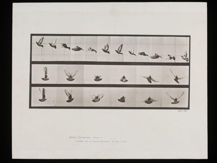 Photograph | Muybridge, Eadweard | V&A Explore The Collections
