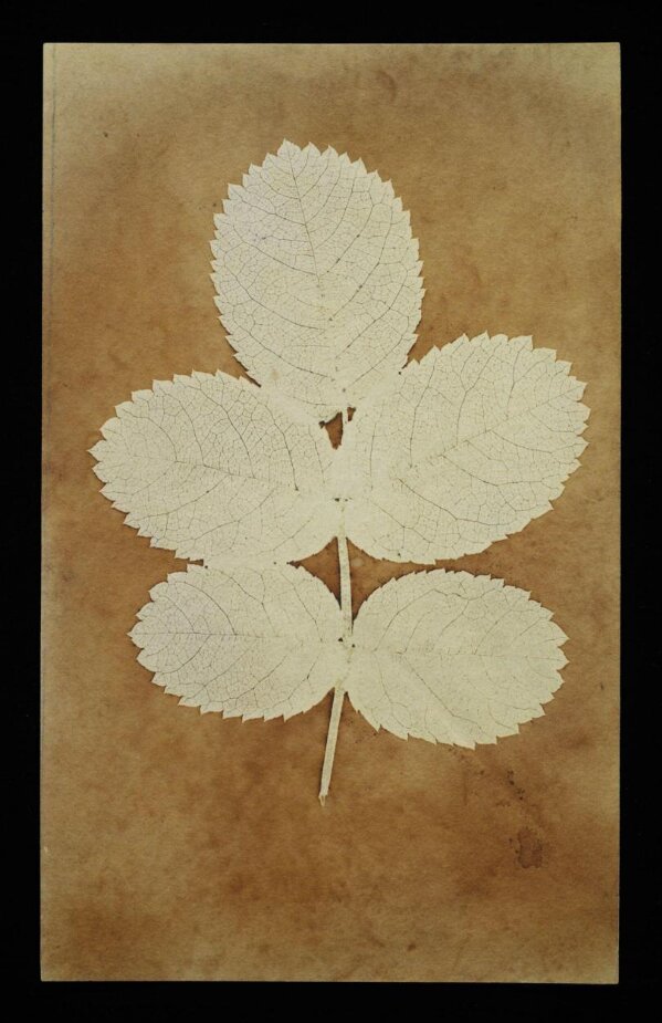 Five leaves on a stem (rounded leaves with serrated edges) | Fox Talbot ...