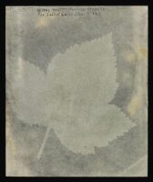 Single heavily veined leaf - three lobes | Fox Talbot, William Henry ...