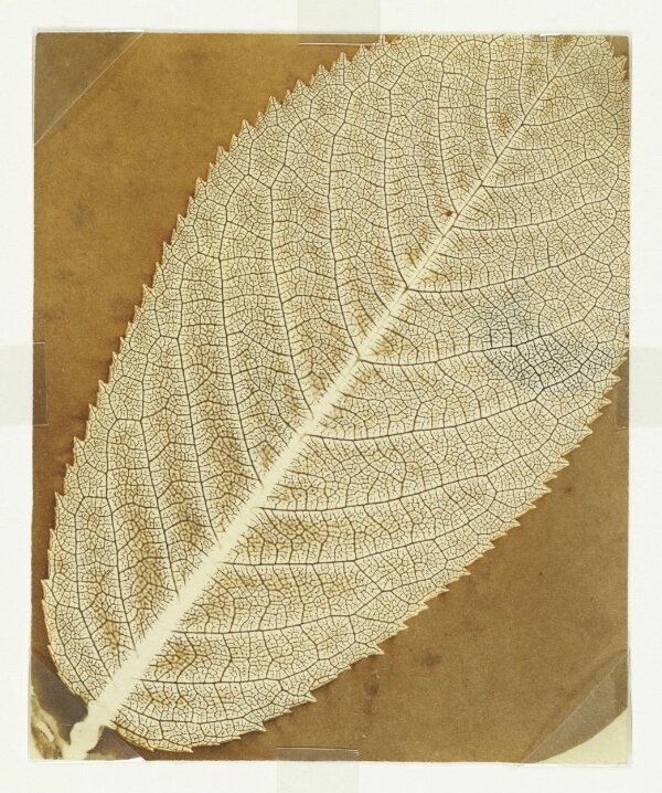 Single Leaf | Fox Talbot, William Henry | V&A Explore The Collections