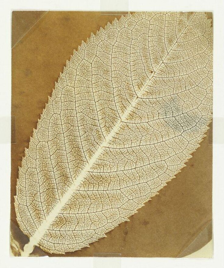 Single Leaf | Fox Talbot, William Henry | V&A Explore The Collections