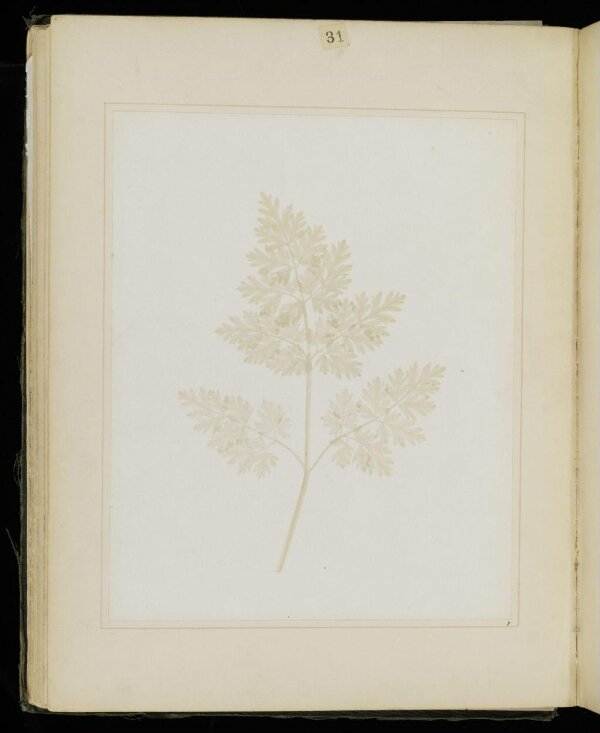 VII. Leaf of a Plant | Fox Talbot, William Henry | V&A Explore The ...