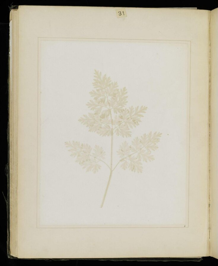 VII. Leaf of a Plant | Fox Talbot, William Henry | V&A Explore The ...