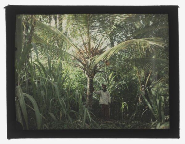 King Coconut | Messinger Murdoch, Helen | V&A Explore The Collections