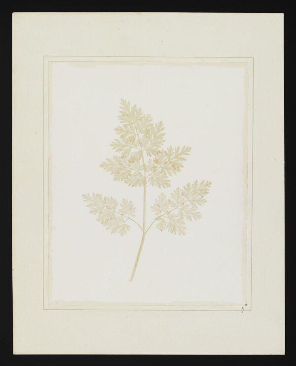 Leaf of a Plant | Fox Talbot, William Henry | V&A Explore The Collections