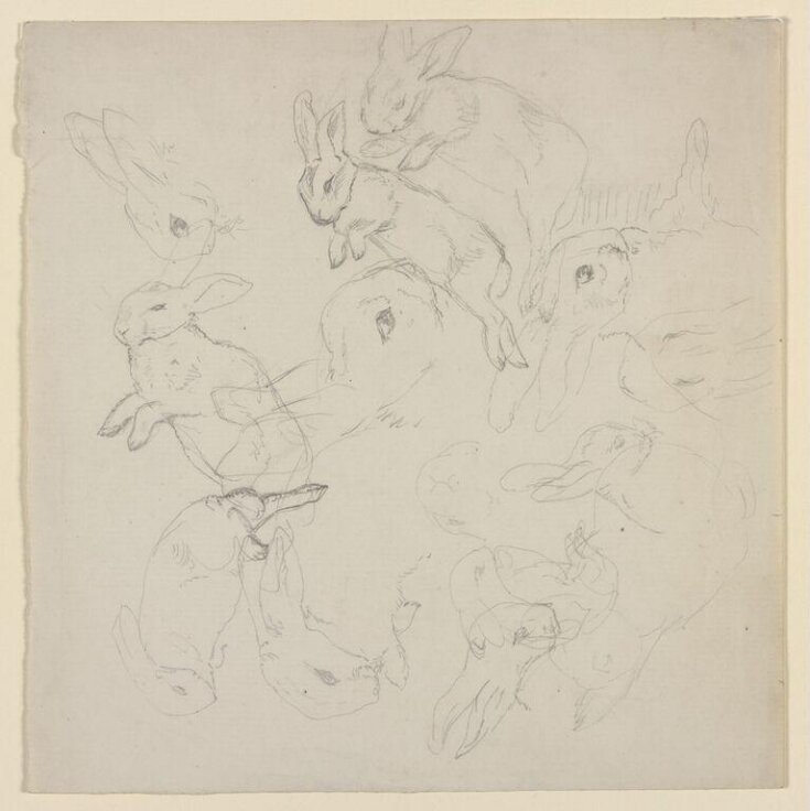 Studies of a rabbit | Beatrix Potter | V&A Explore The Collections