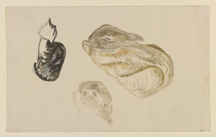 Studies of a rabbit and a cat | Beatrix Potter | V&A Explore The ...