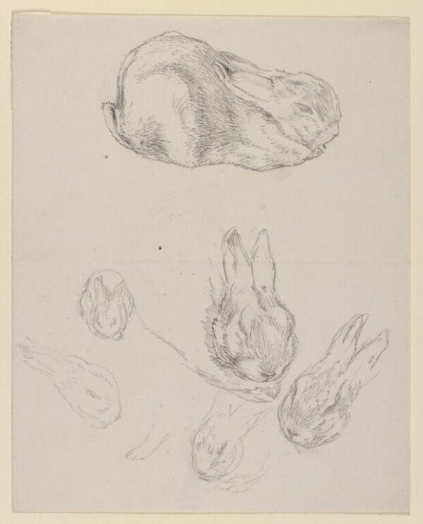 Studies of a rabbit: a rabbit sitting and head studies | Beatrix Potter ...