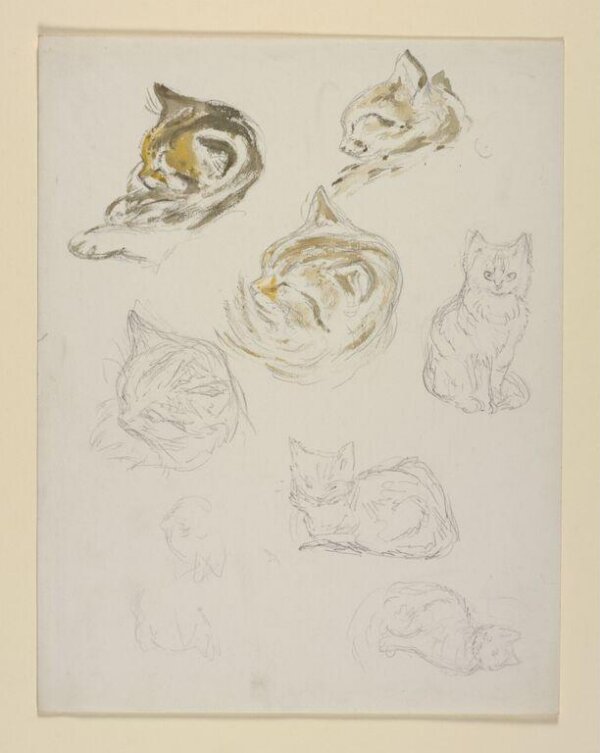 Studies of cats | Beatrix Potter | V&A Explore The Collections