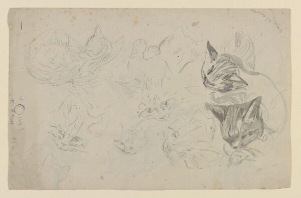 Drawing | Beatrix Potter | V&A Explore The Collections
