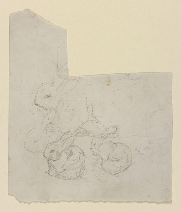 Studies of a rabbit sitting and cleaning itself | Beatrix Potter | V&A ...