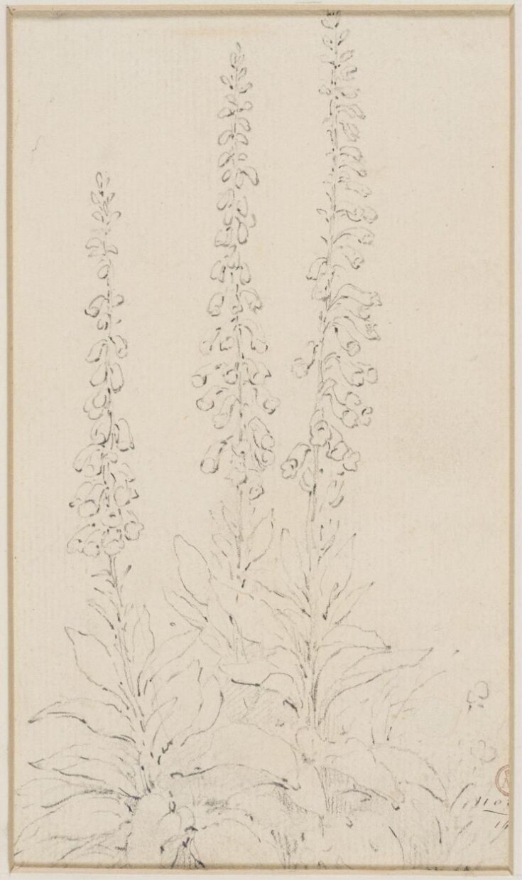 Nature Study | Edridge, Henry RA | V&A Explore The Collections