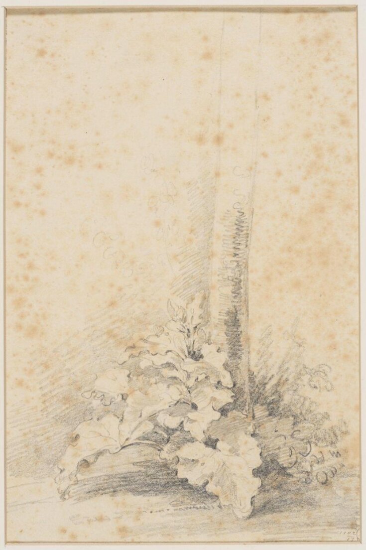 Nature Study | Edridge, Henry RA | V&A Explore The Collections