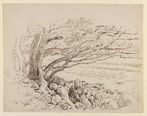 View of a windswept tree on the shore of Derwentwater | Beatrix Potter ...