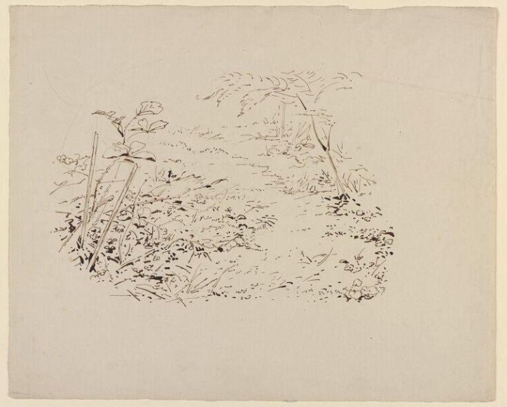 Plants in a landscape | Beatrix Potter | V&A Explore The Collections