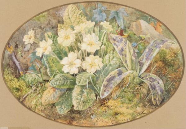 Primrose and Orchids | Thomas Frederick Collier | V&A Explore The ...