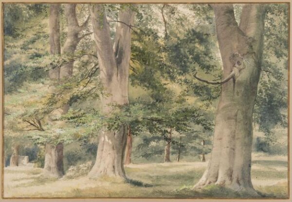 Beech Trees | Thomas Frederick Collier | V&A Explore The Collections