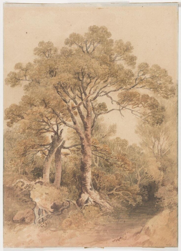 Study of trees | V&A Explore The Collections
