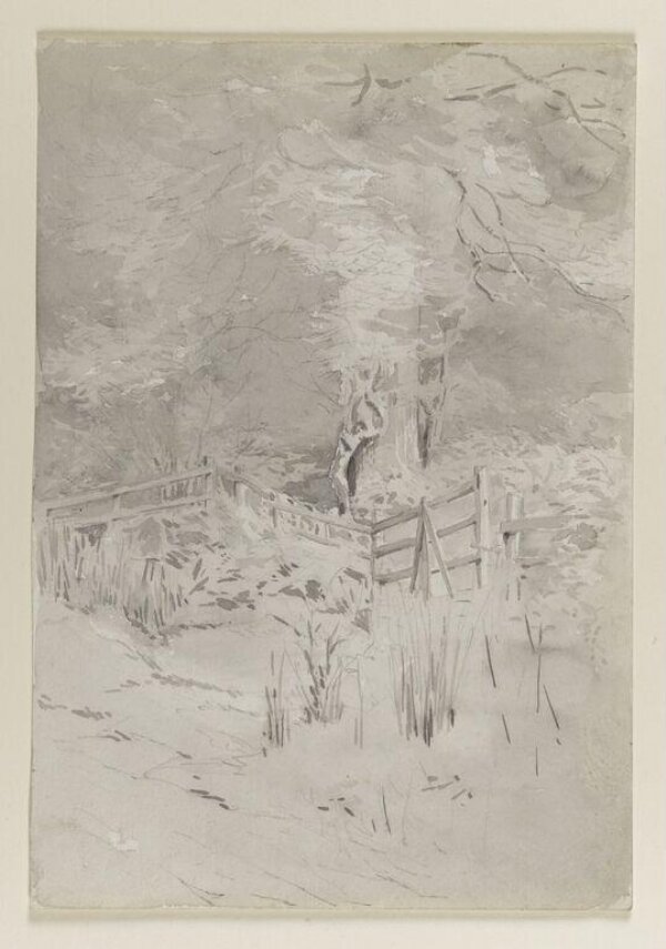 Forest scene near Keswick | Beatrix Potter | V&A Explore The Collections