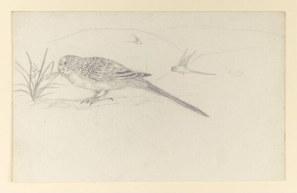 Drawing | Beatrix Potter | V&A Explore The Collections