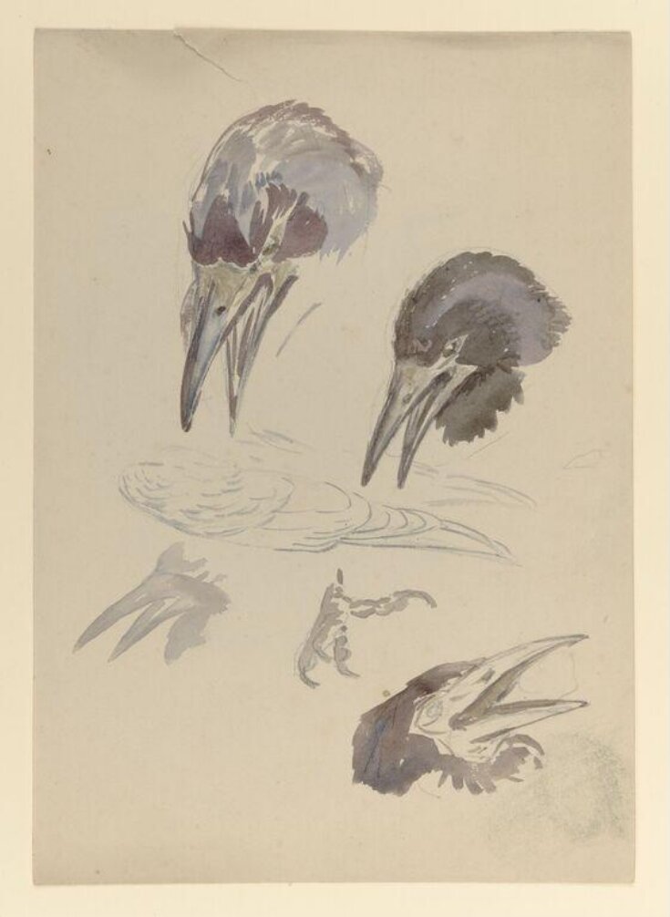 Watercolour | Potter, Rupert | Potter, Bertram | V&A Explore The ...