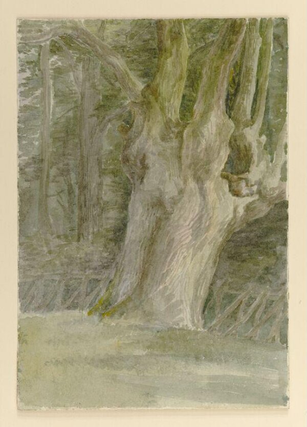 A tree trunk in a field at the edge of a wood | Beatrix Potter | V&A ...