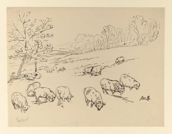 Sheep grazing in a field | Beatrix Potter | V&A Explore The Collections