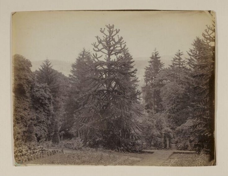 Rupert Potter at Dalguise | Rupert Potter | V&A Explore The Collections