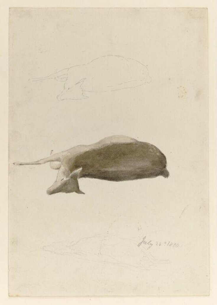 Watercolour | Potter, Beatrix | V&A Explore The Collections