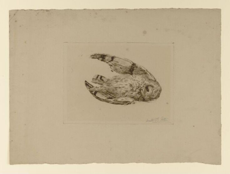 Print | Potter, Bertram | V&A Explore The Collections