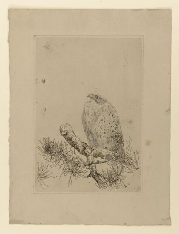 Kestrel Hawk | Potter, Bertram | V&A Explore The Collections