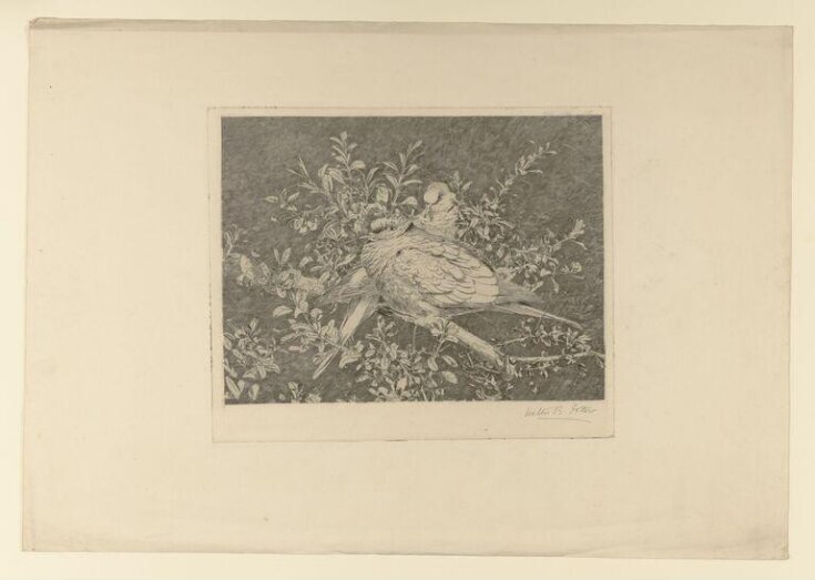 Print | Potter, Bertram | V&A Explore The Collections