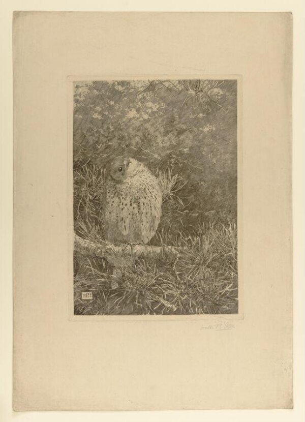 Print | Potter, Bertram | V&A Explore The Collections