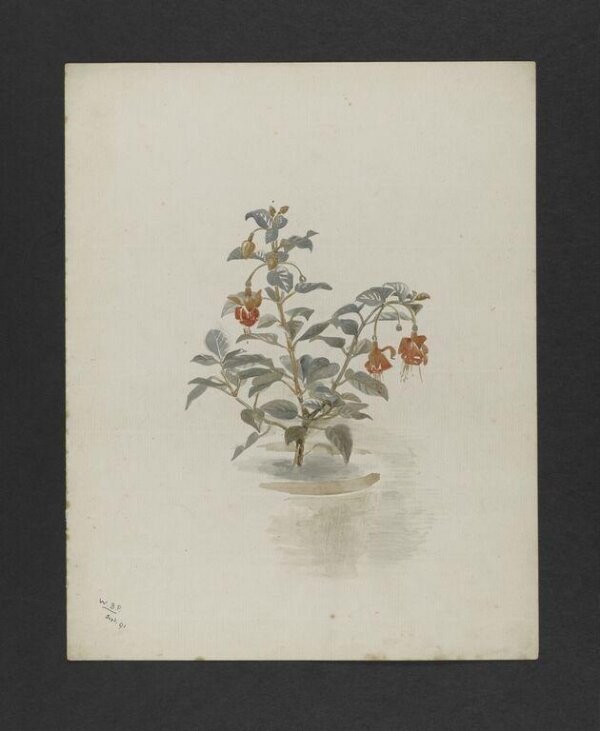 Watercolour | Bertram Potter | V&A Explore The Collections