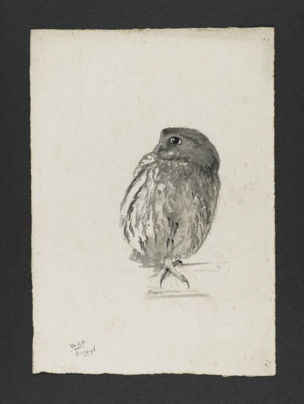 Portrait of a tame owl | Potter, Beatrix | Potter, Bertram | V&A ...