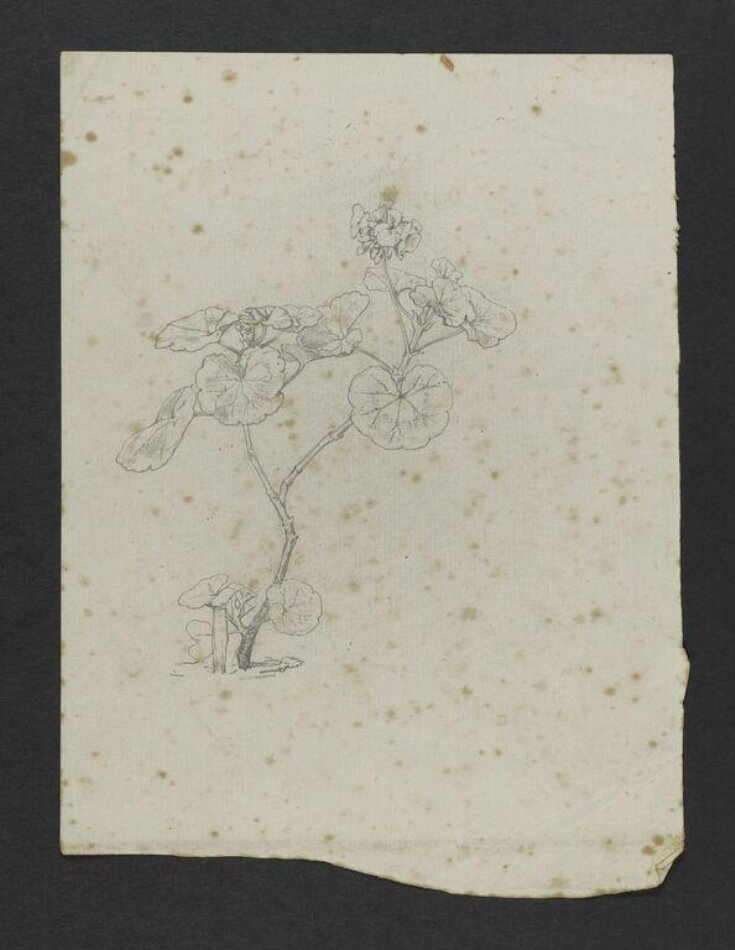 Drawing | Potter, Beatrix | V&A Explore The Collections