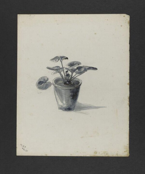 Watercolour | Bertram Potter | V&A Explore The Collections