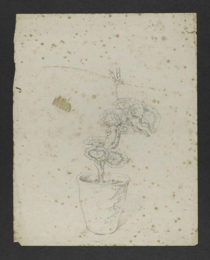 Drawing | Potter, Beatrix | V&A Explore The Collections