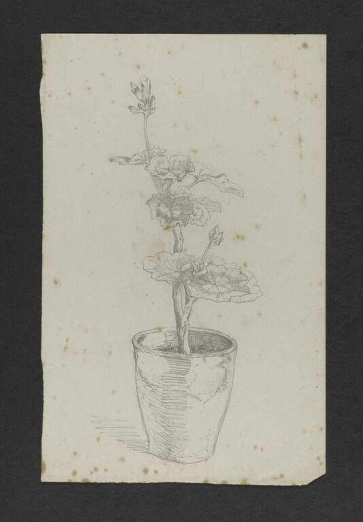 Drawing | Potter, Beatrix | V&A Explore The Collections