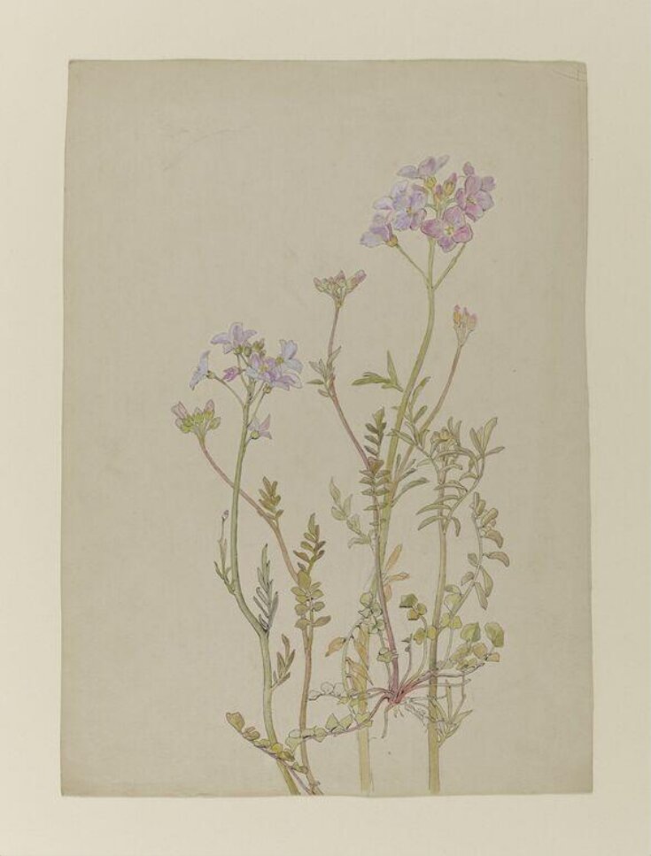 Watercolour | Potter, Beatrix | V&A Explore The Collections